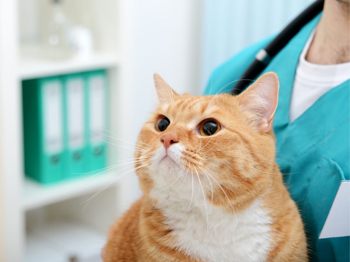Cat History Form | Germantown Hills Animal Hospital